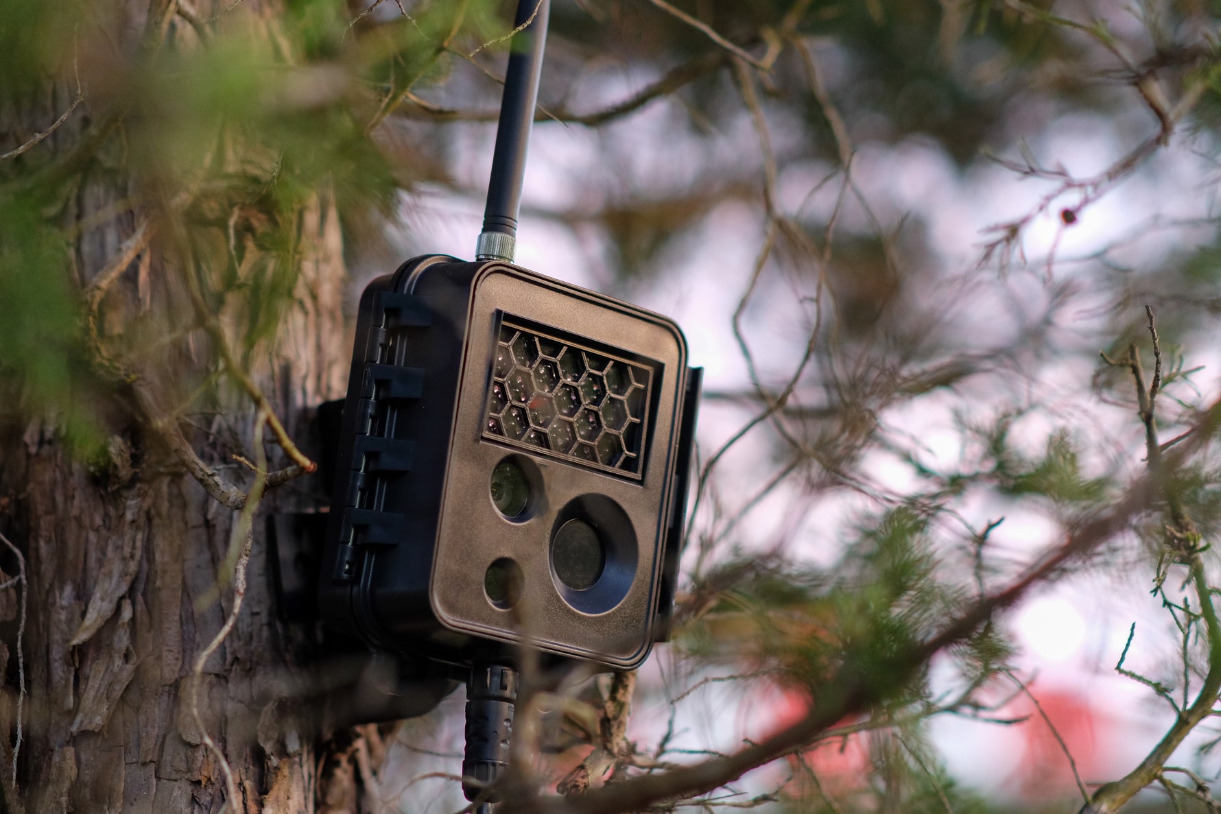 Wireless Cameras – BuckEye Cam